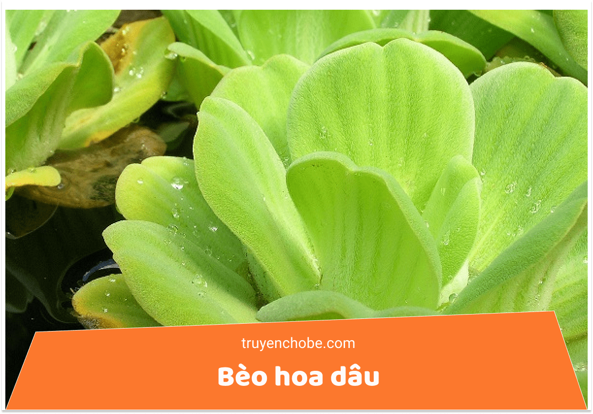 Sự tích bà chúa Bèo (Truyện cổ tích Việt Nam) - Mẹ kể bé nghe